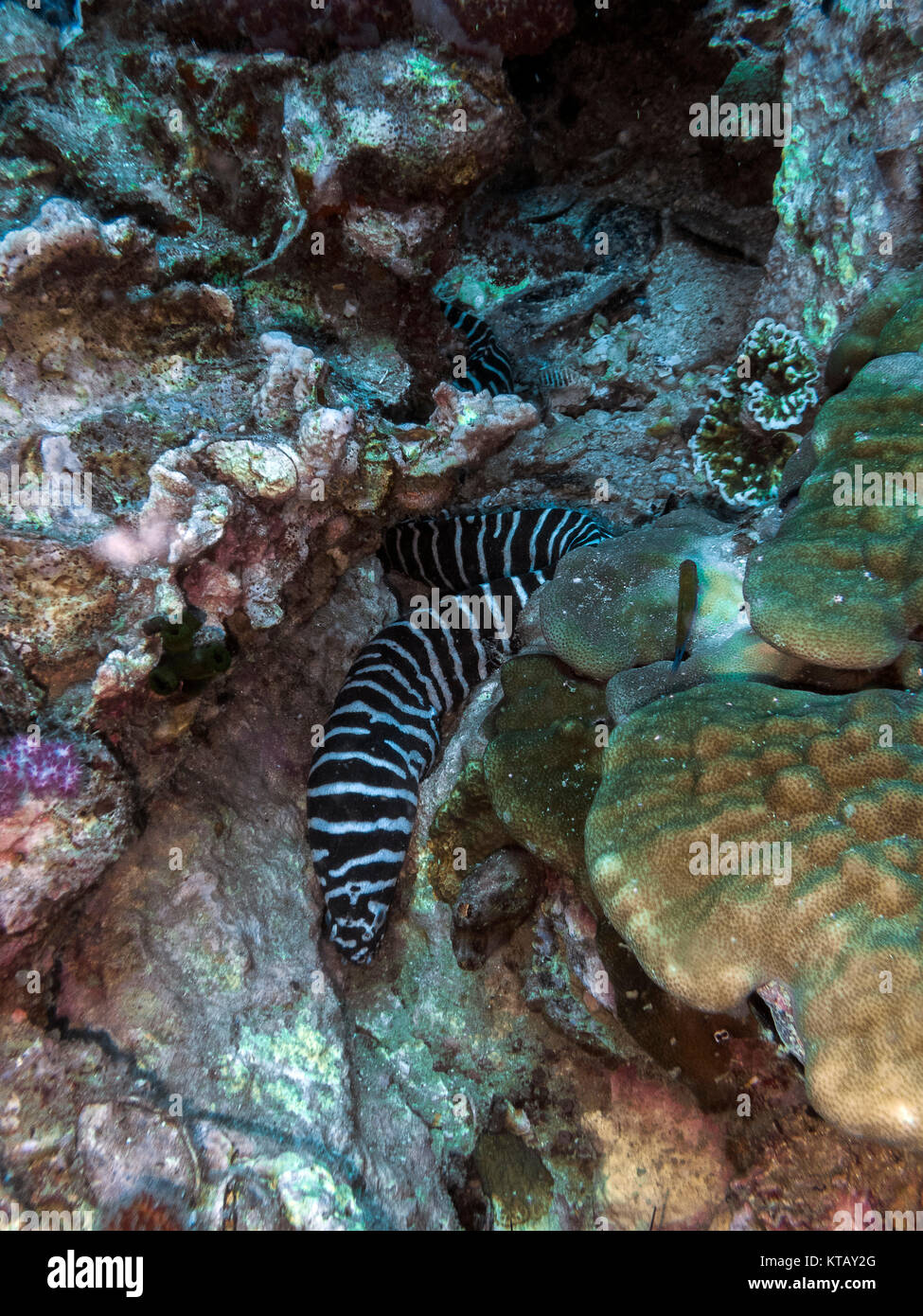 Thailand on Koh Yao Yai - Sea snake in the Andaman Sea Stock Photo - Alamy