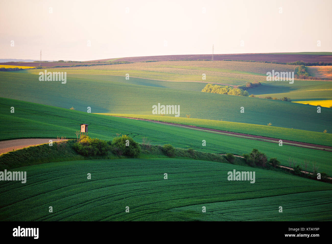 Spring green fields. Beautiful wavy spring view. Spring rolling ...