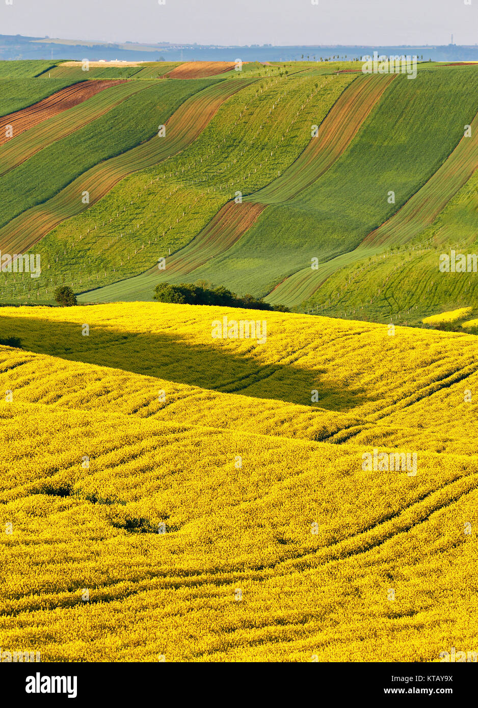 Sunny morning at green and yellow spring fields Stock Photo - Alamy