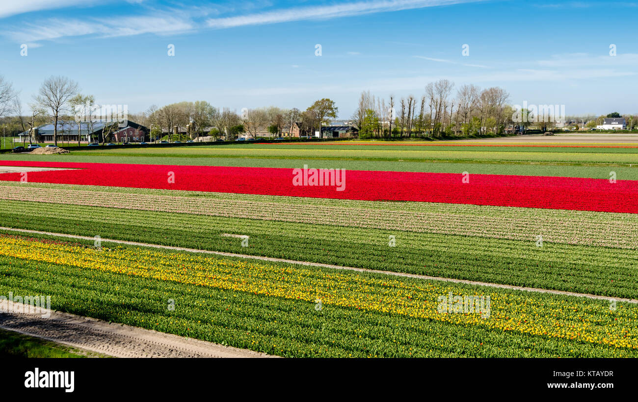 Dutch tulip field in springtime Stock Photo - Alamy