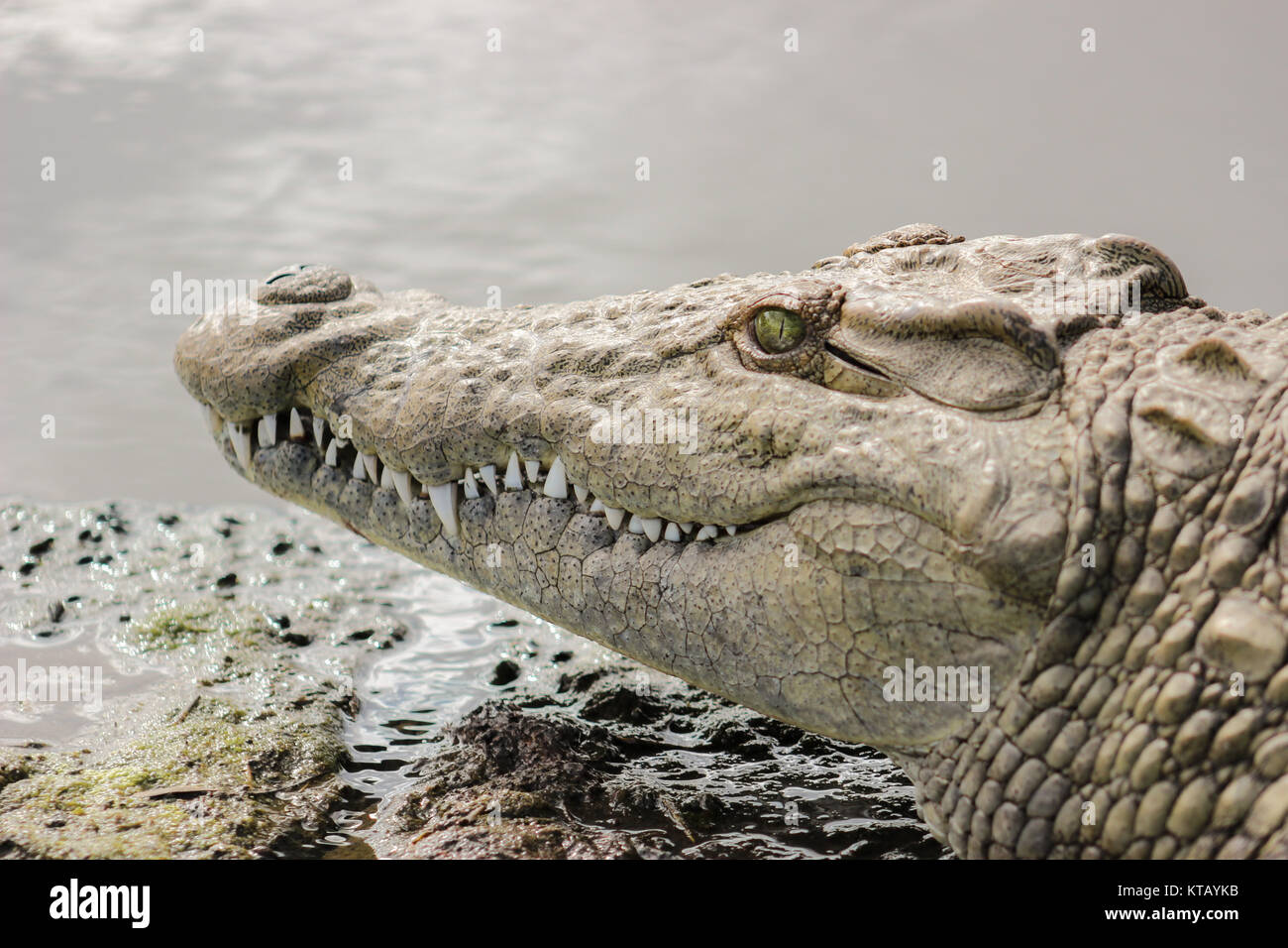 Nile crocodile portrait Stock Photo - Alamy