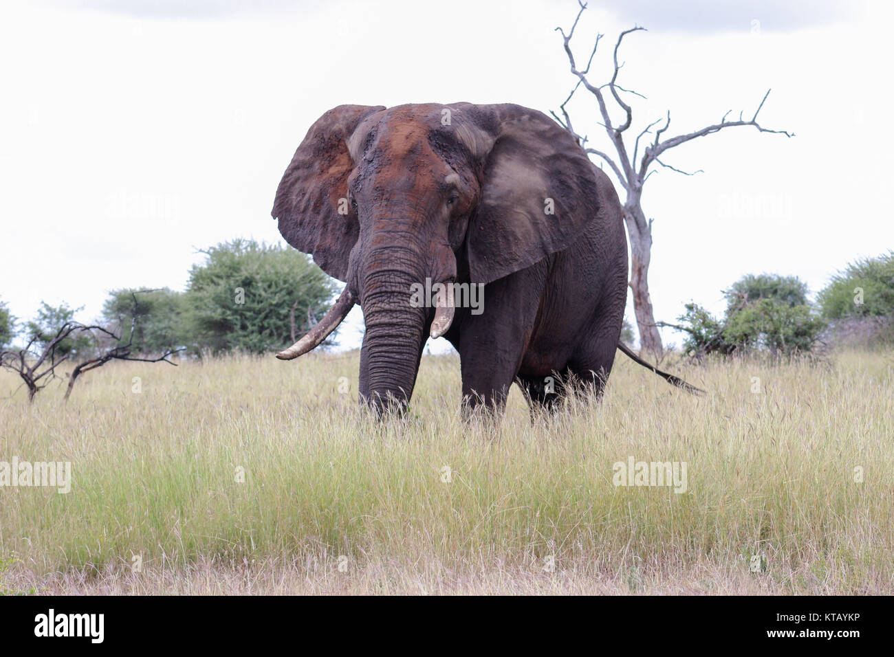 African elephant covered with dried mud Stock Photo - Alamy