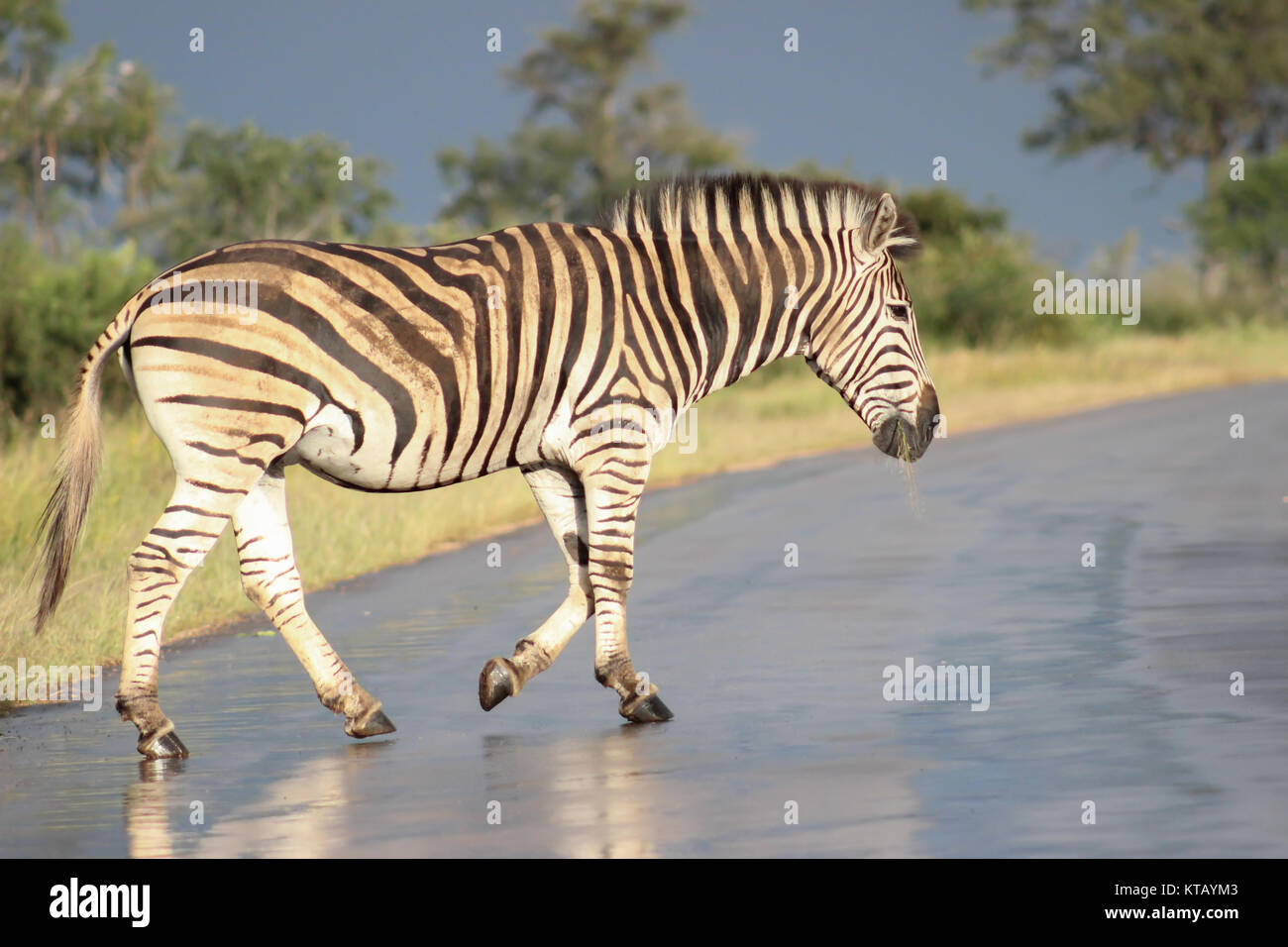 Plains zebra walking on wet road Stock Photo - Alamy