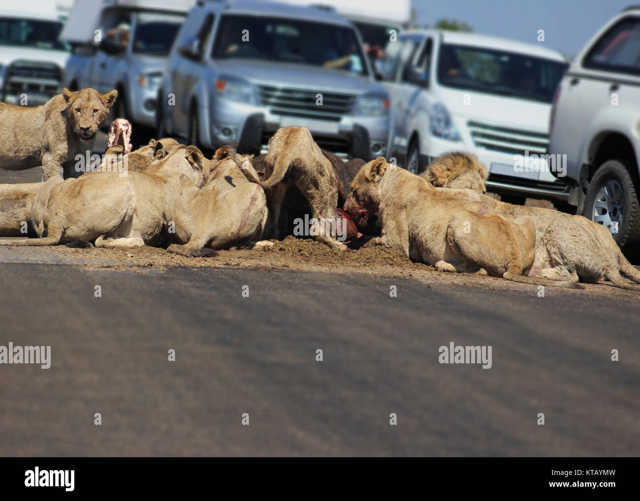 African lion pride feeding Stock Photo - Alamy