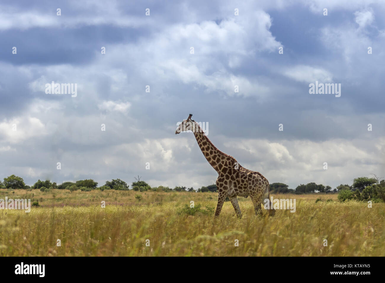 Giraffe ( camelopardalis Stock Photo - Alamy