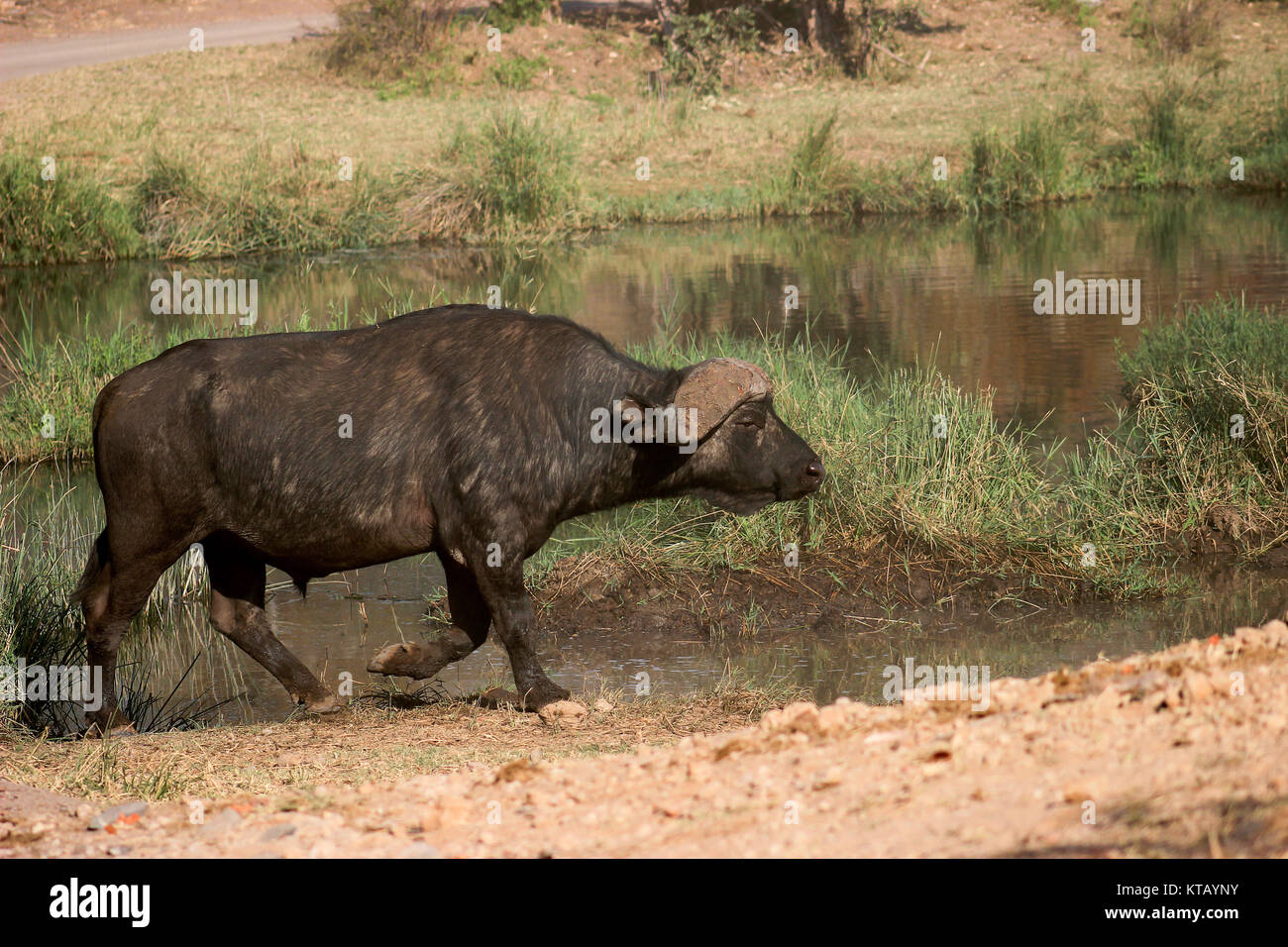 Cape buffalo walking next to river Stock Photo - Alamy