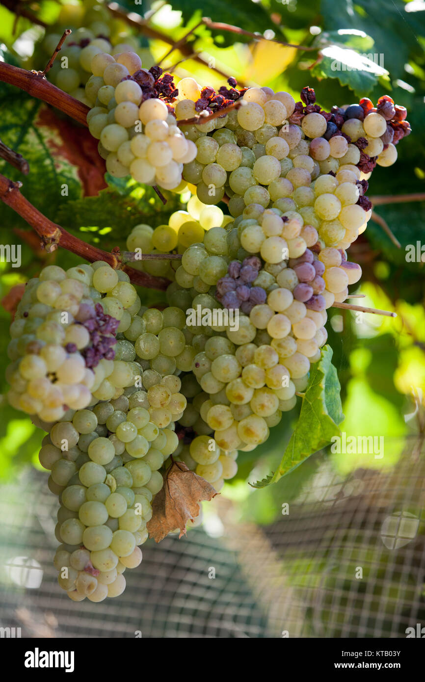 White grapes in the vineyard Stock Photo - Alamy