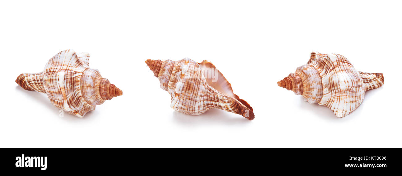 Different sea conch shells in a row Stock Photo - Alamy