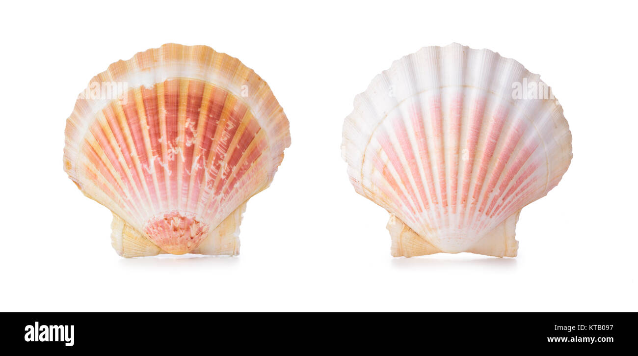 Scallop shells in a row Stock Photo - Alamy