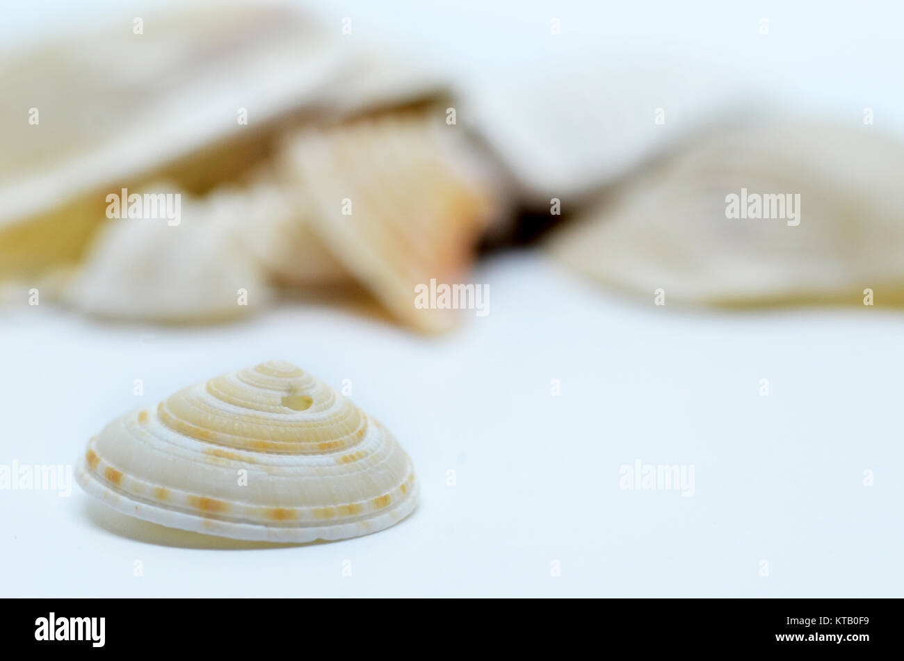 Sea shell isolated on white Stock Photo - Alamy