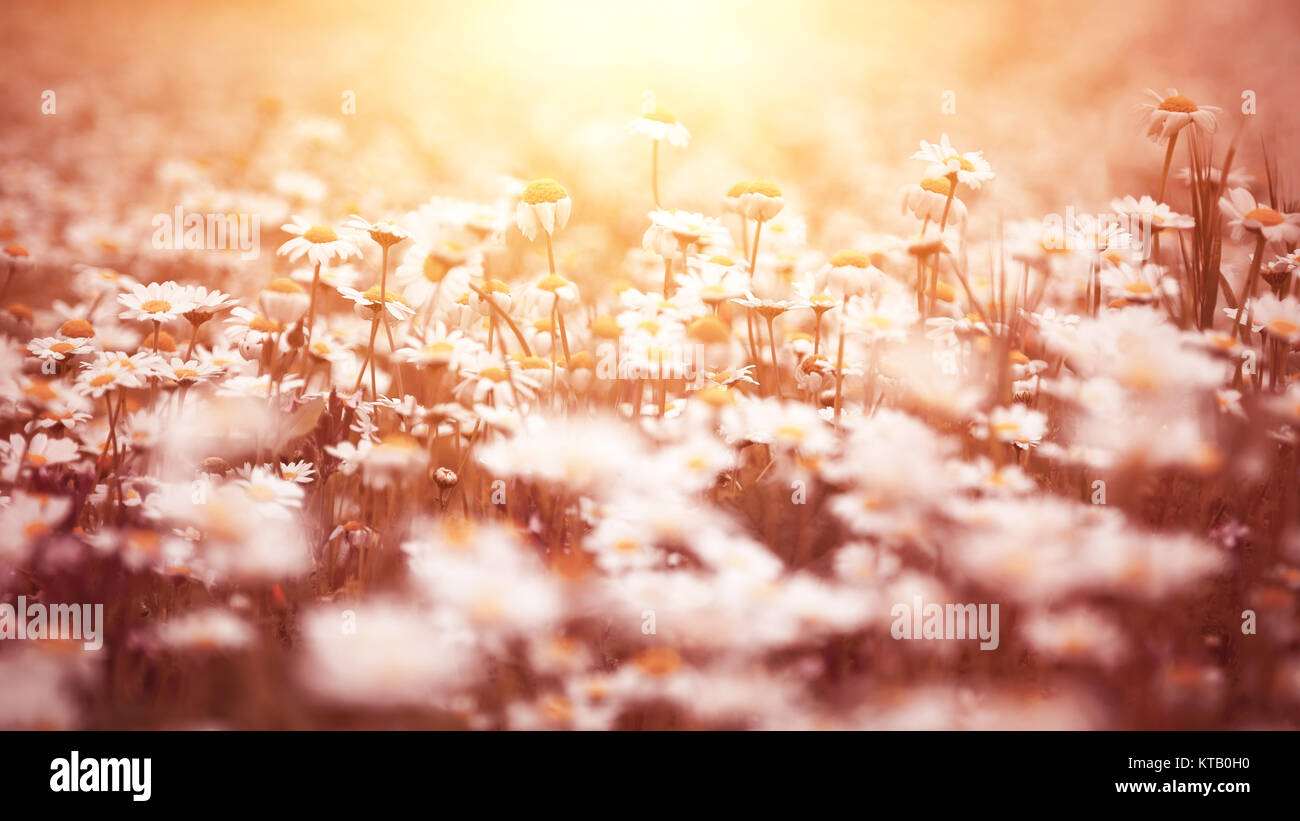 Beautiful daisy flower field Stock Photo - Alamy