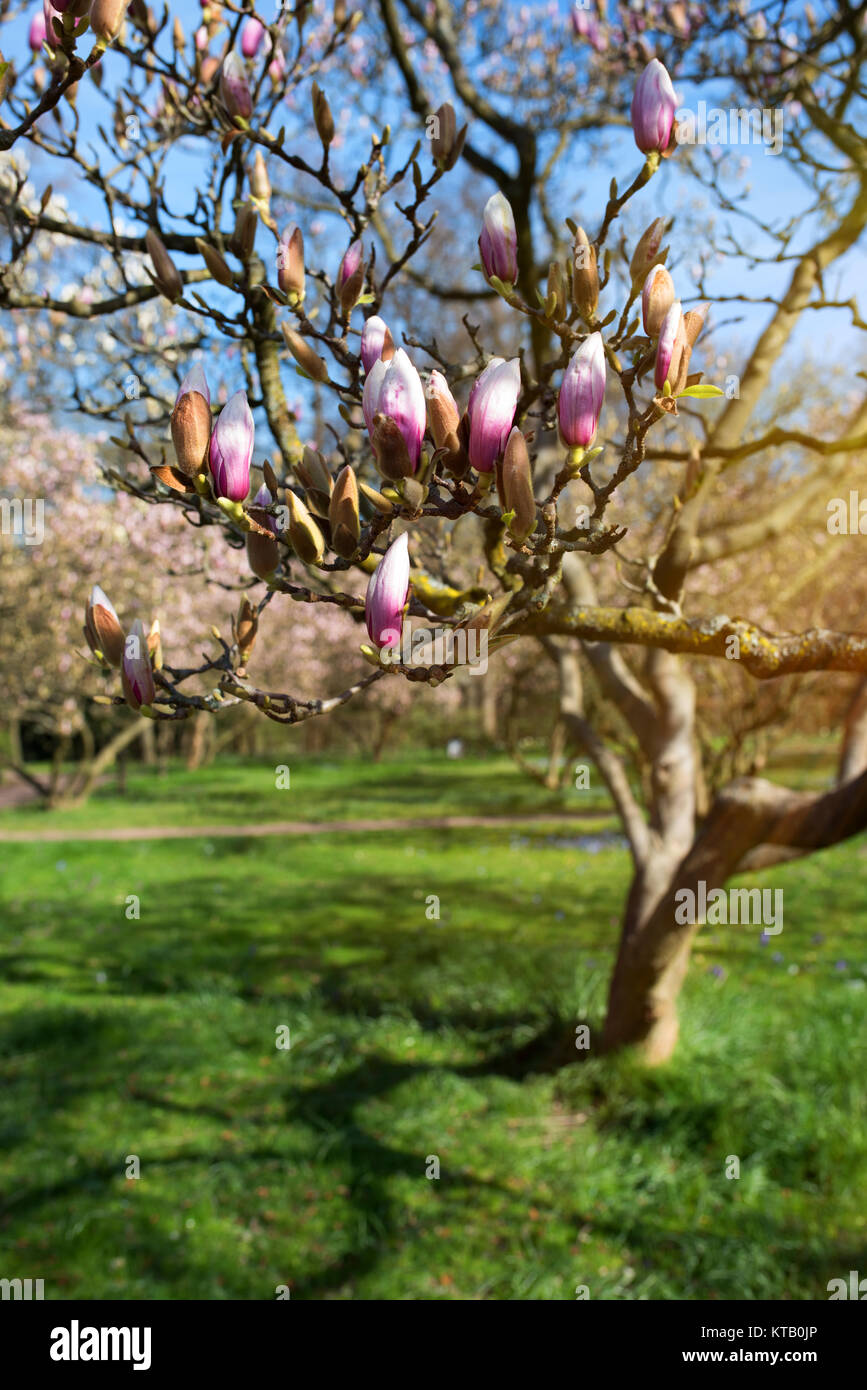 Flowering magnolia tree in spring close up with short depth of field ...