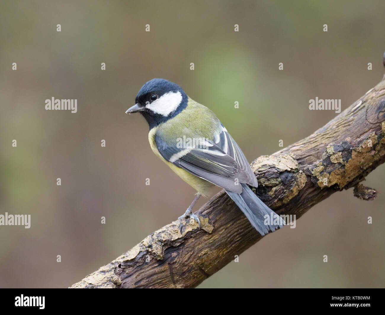 Great tit, Parus major, single bird on branch, Worcestershire, December ...