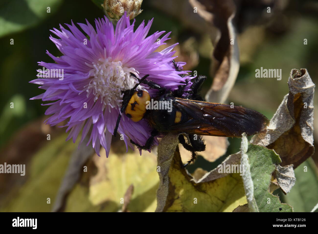 Megascolia maculata. The mammoth wasp Stock Photo - Alamy