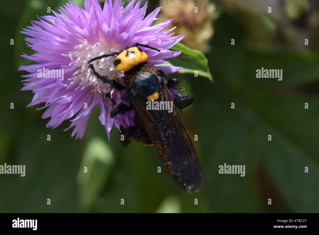 Megascolia maculata. The mammoth wasp Stock Photo - Alamy
