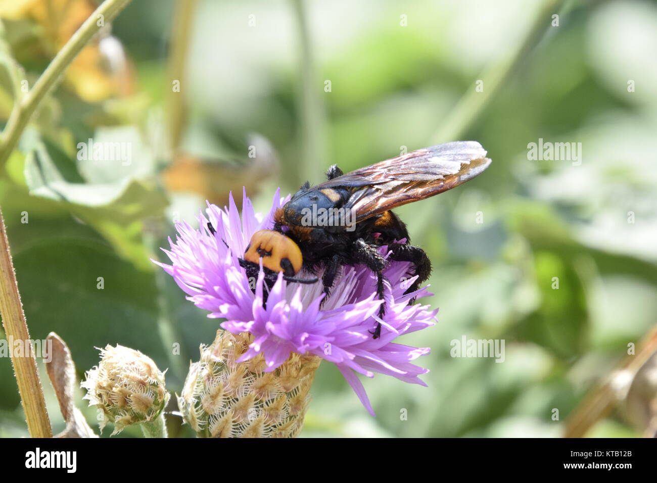 Megascolia maculata. The mammoth wasp Stock Photo - Alamy