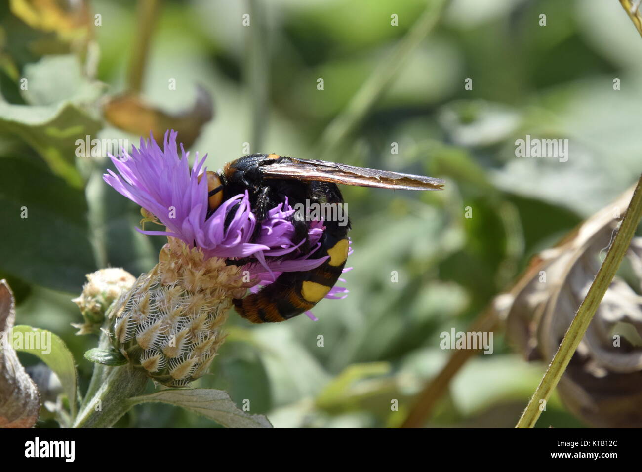Megascolia maculata. The mammoth wasp Stock Photo - Alamy