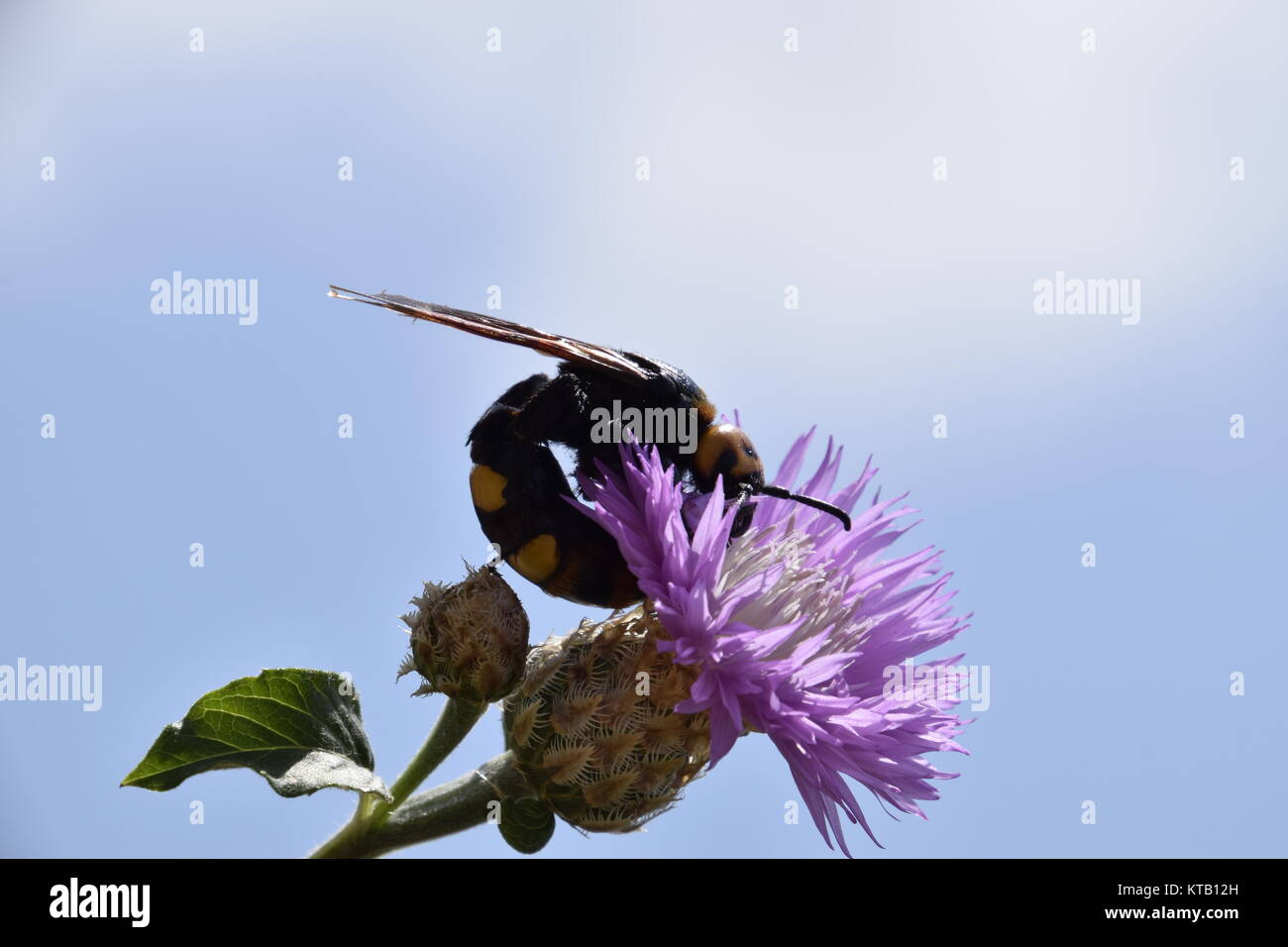Megascolia maculata. The mammoth wasp Stock Photo - Alamy