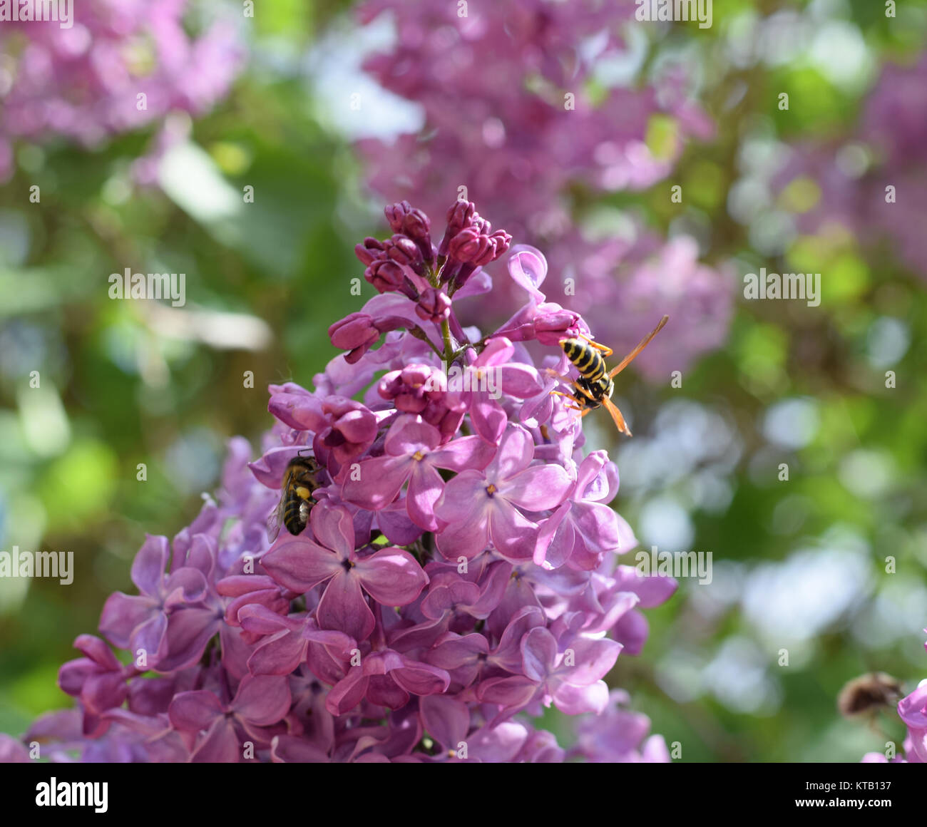 Bee and wasp on lilac. Shaggy fly on lilac colors. insect pollinator ...