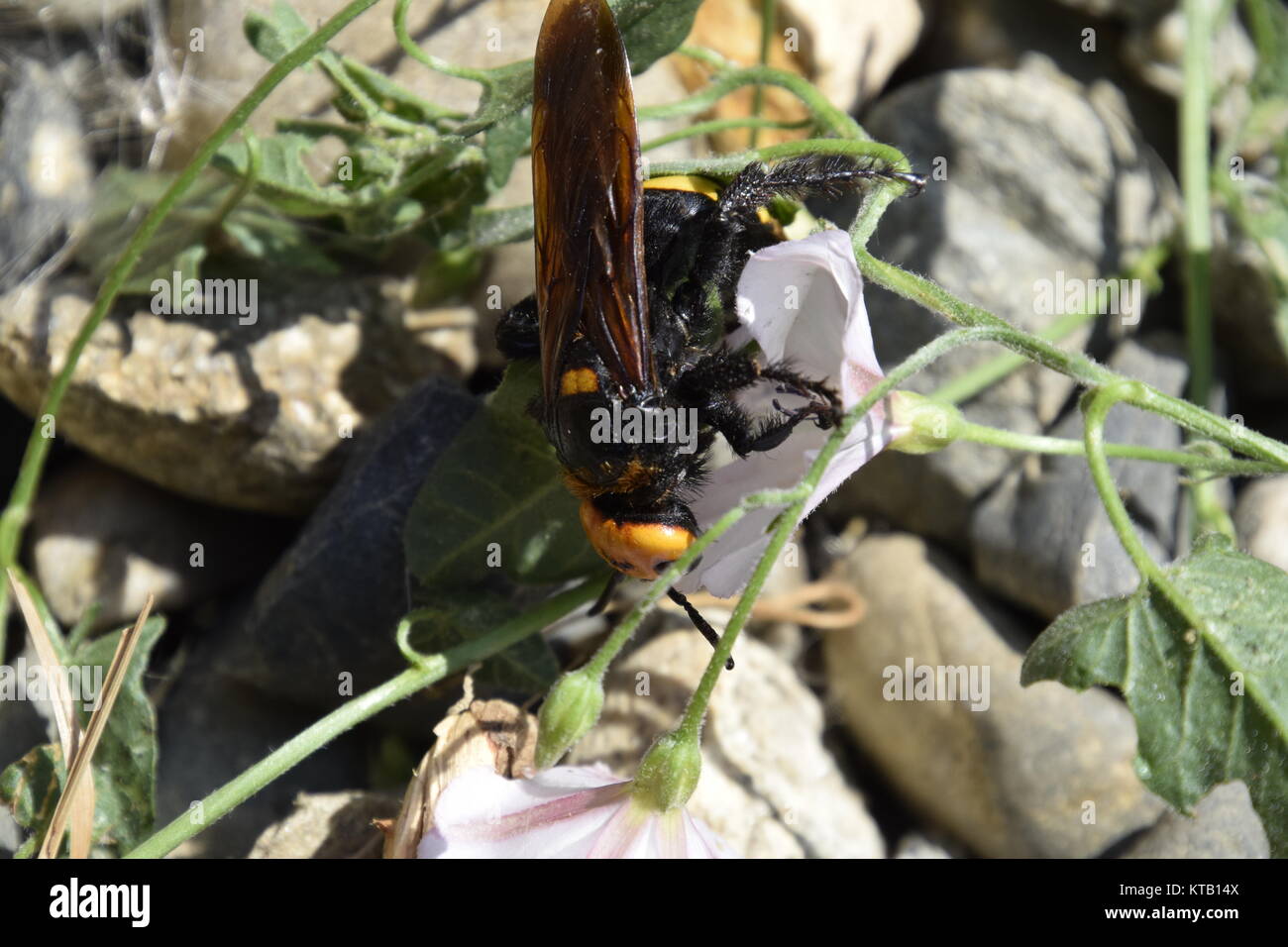Megascolia maculata. The mammoth wasp Stock Photo - Alamy