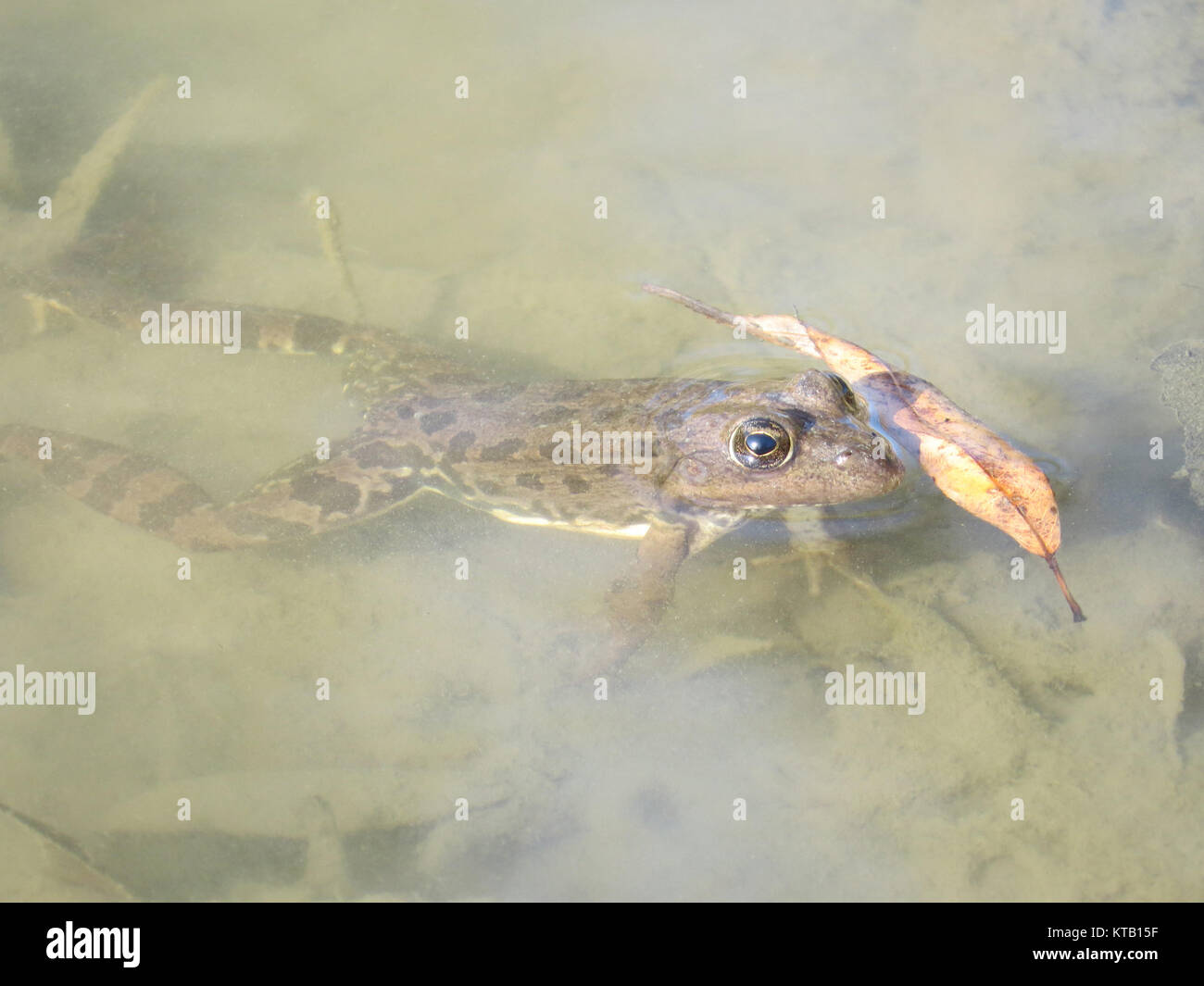 Bullfrog jumping hi-res stock photography and images - Alamy