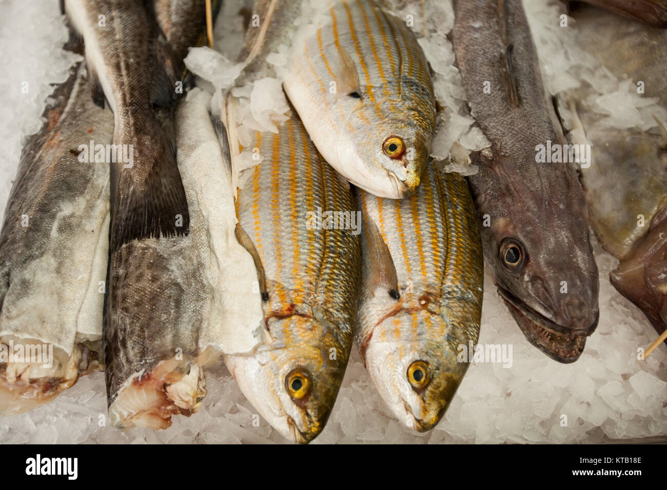 Fresh Sea fish Stock Photo - Alamy