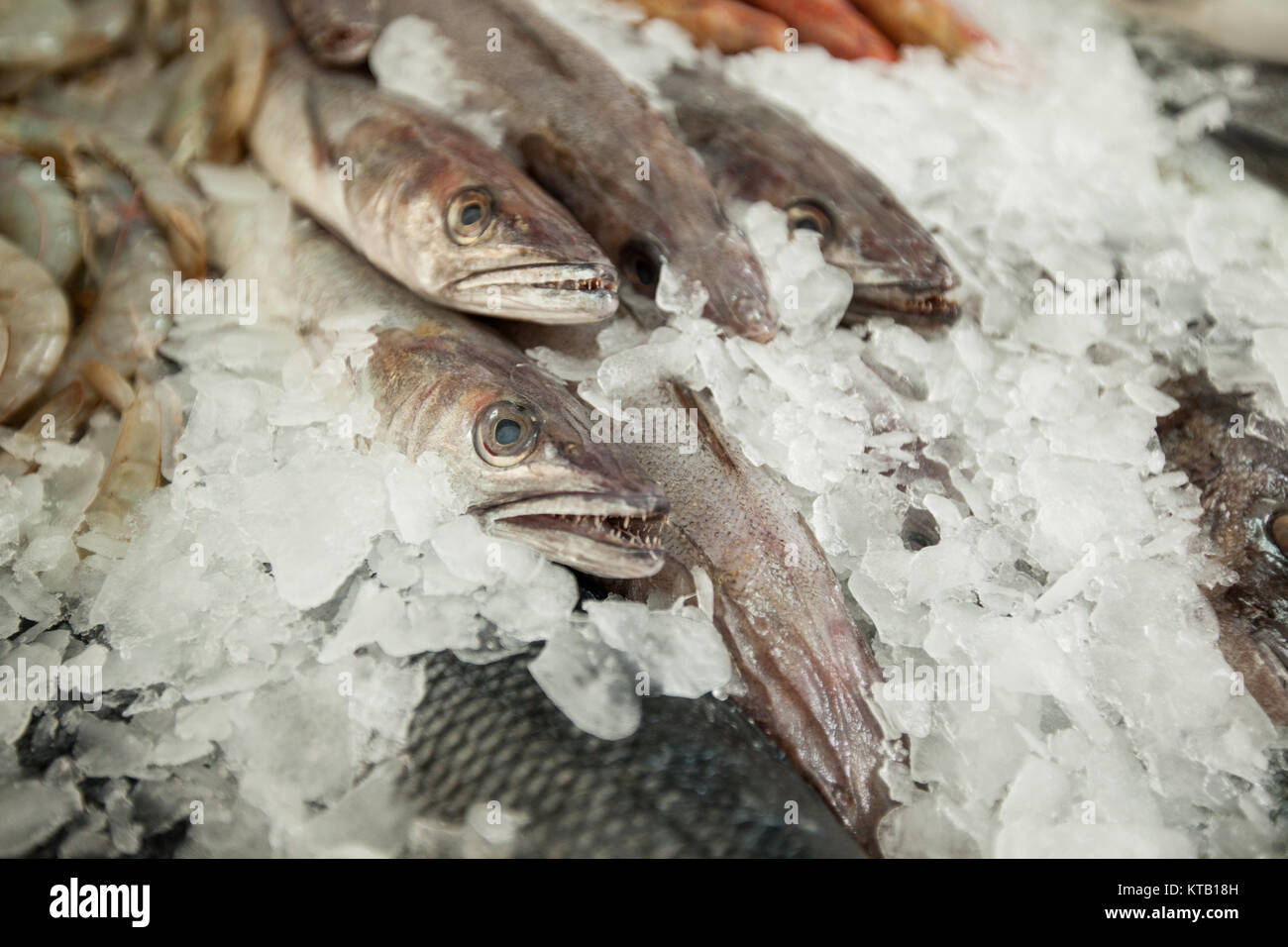 Fresh Sea fish Stock Photo - Alamy