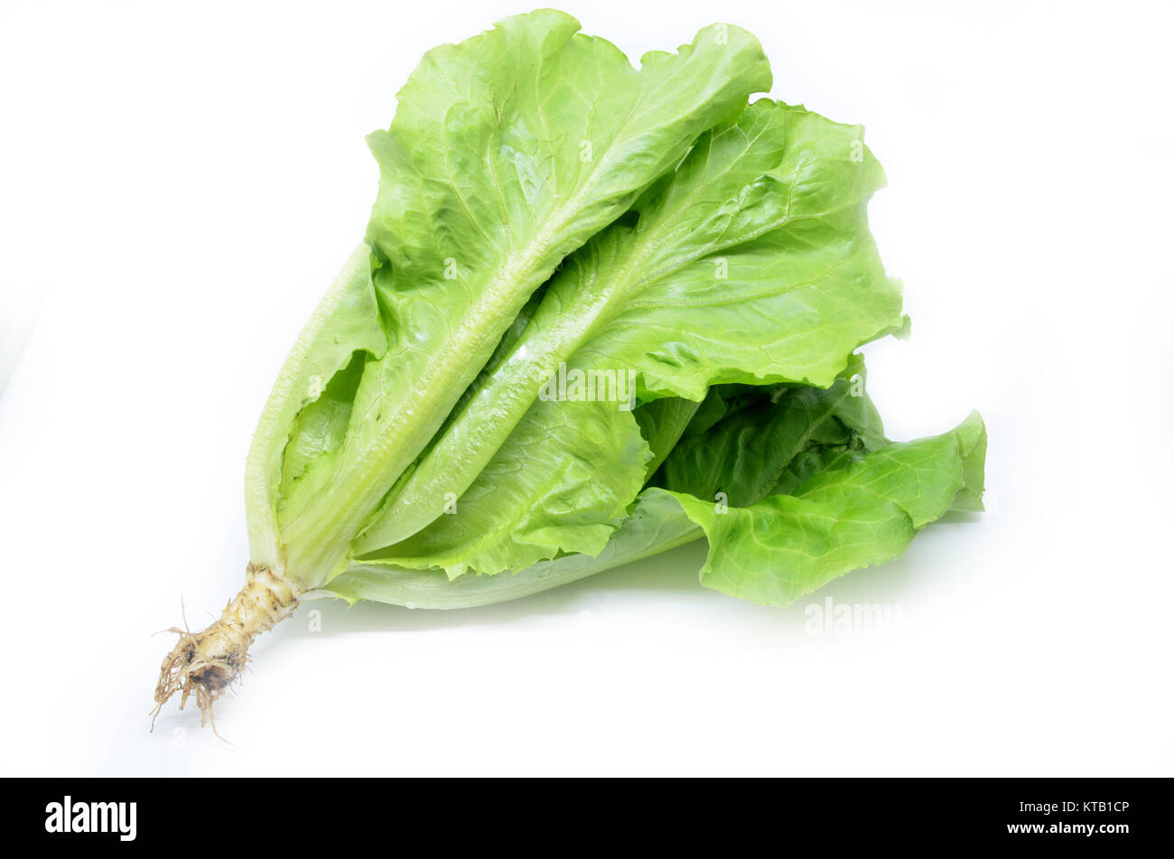 Green Chinese lettuce Stock Photo - Alamy