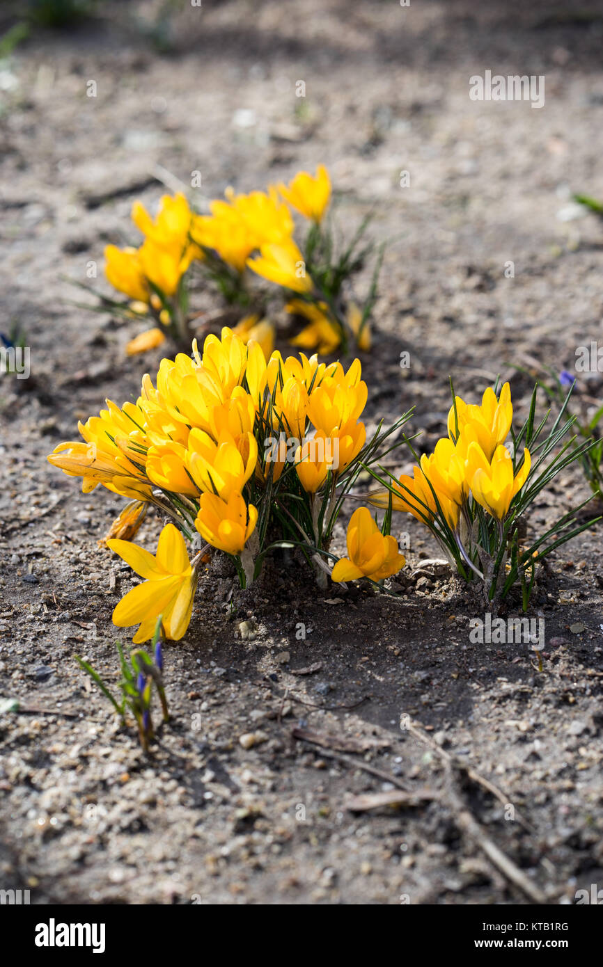 Yellow crocuses growing up in small bunches and is one of the first ...