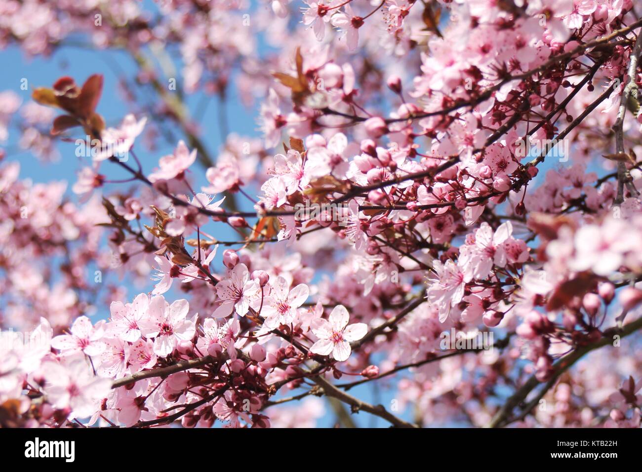 blooming almond tree in spring Stock Photo - Alamy