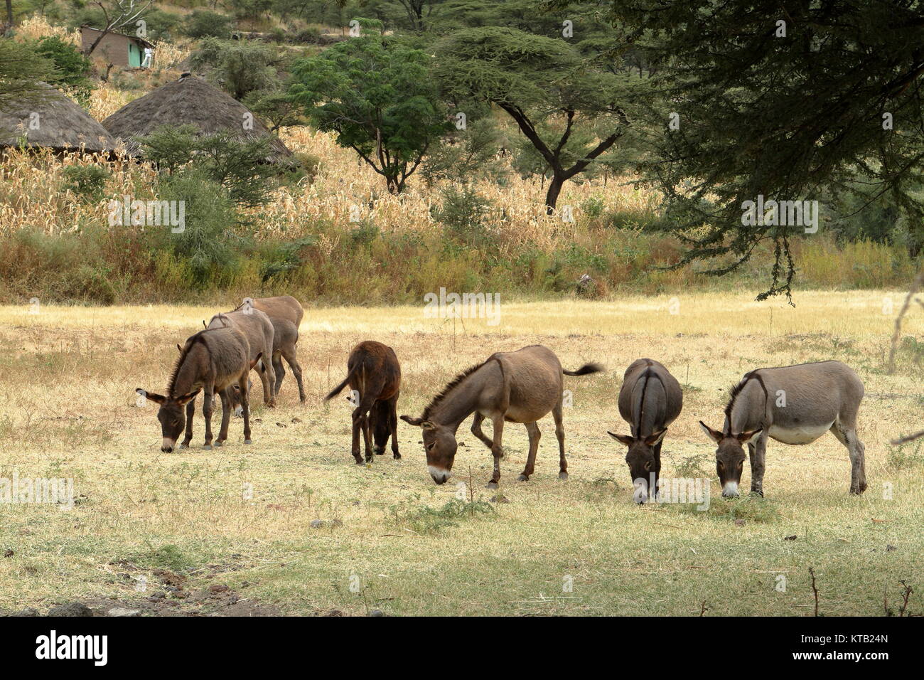 donkeys in the bale mountains of ethiopia Stock Photo - Alamy