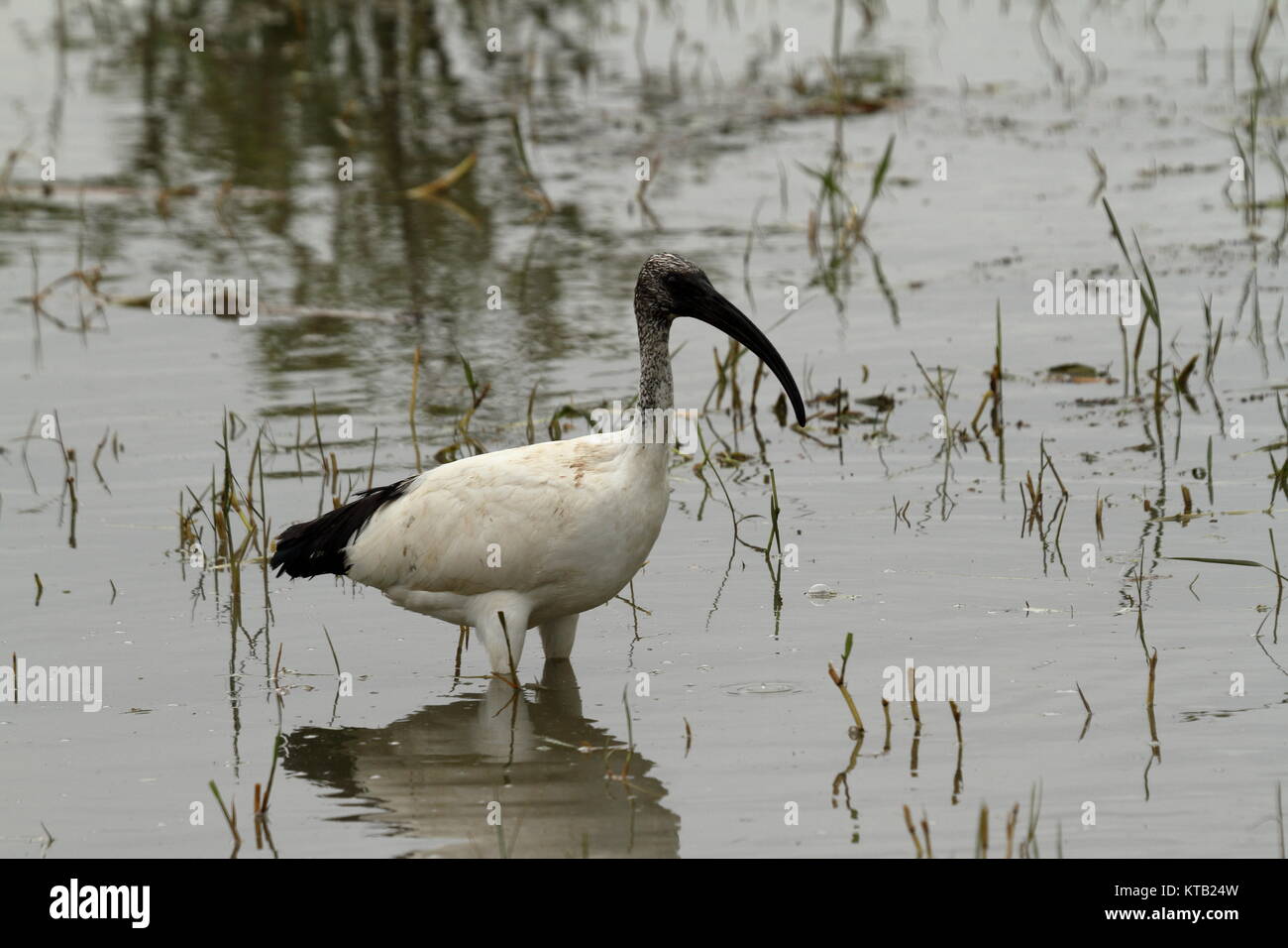 ibis bird or sickle Stock Photo - Alamy