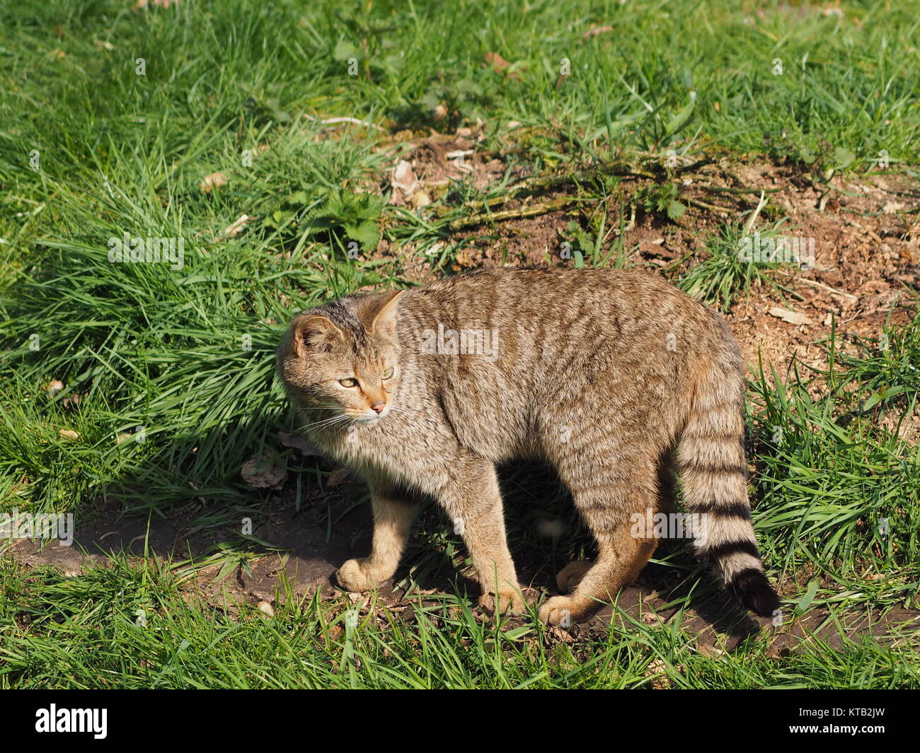 Cats wildcat pussycat cat hi-res stock photography and images - Alamy