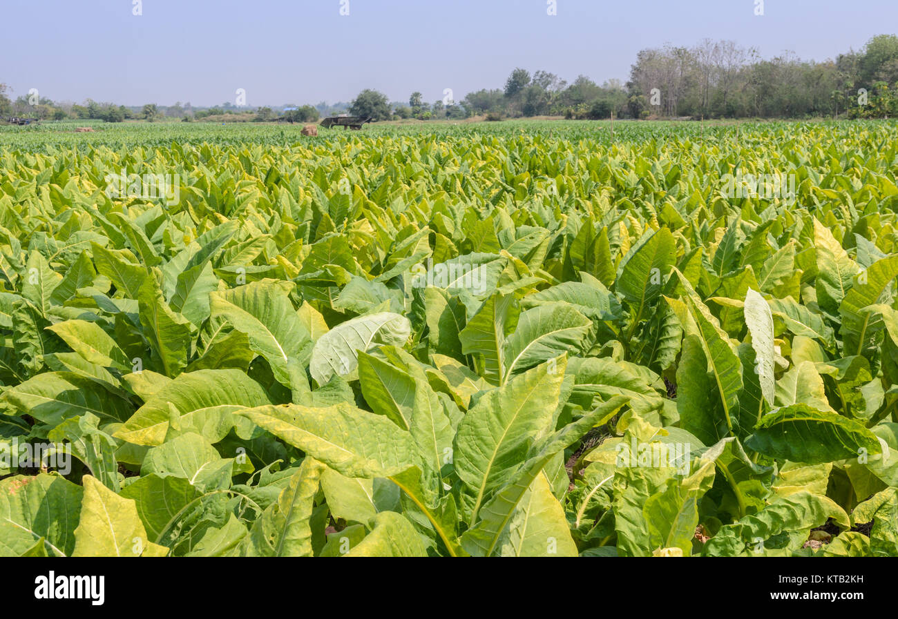 Tobbaco plantation in Thailand Stock Photo - Alamy