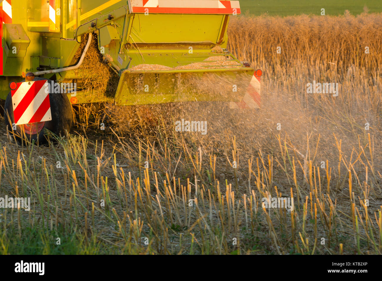 combine harvesters threshing of a rapeseed field Stock Photo - Alamy