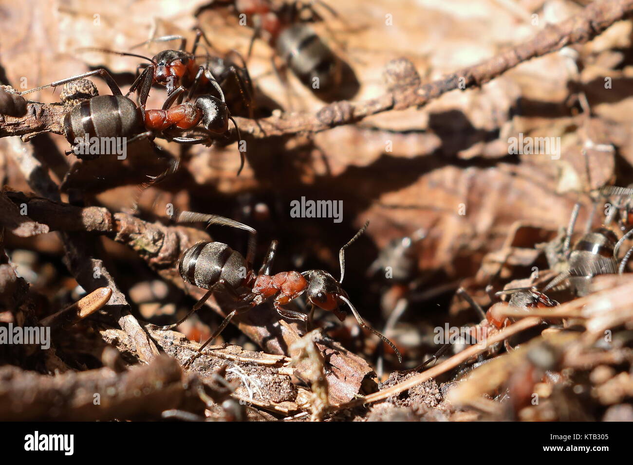 Ants state hi-res stock photography and images - Alamy