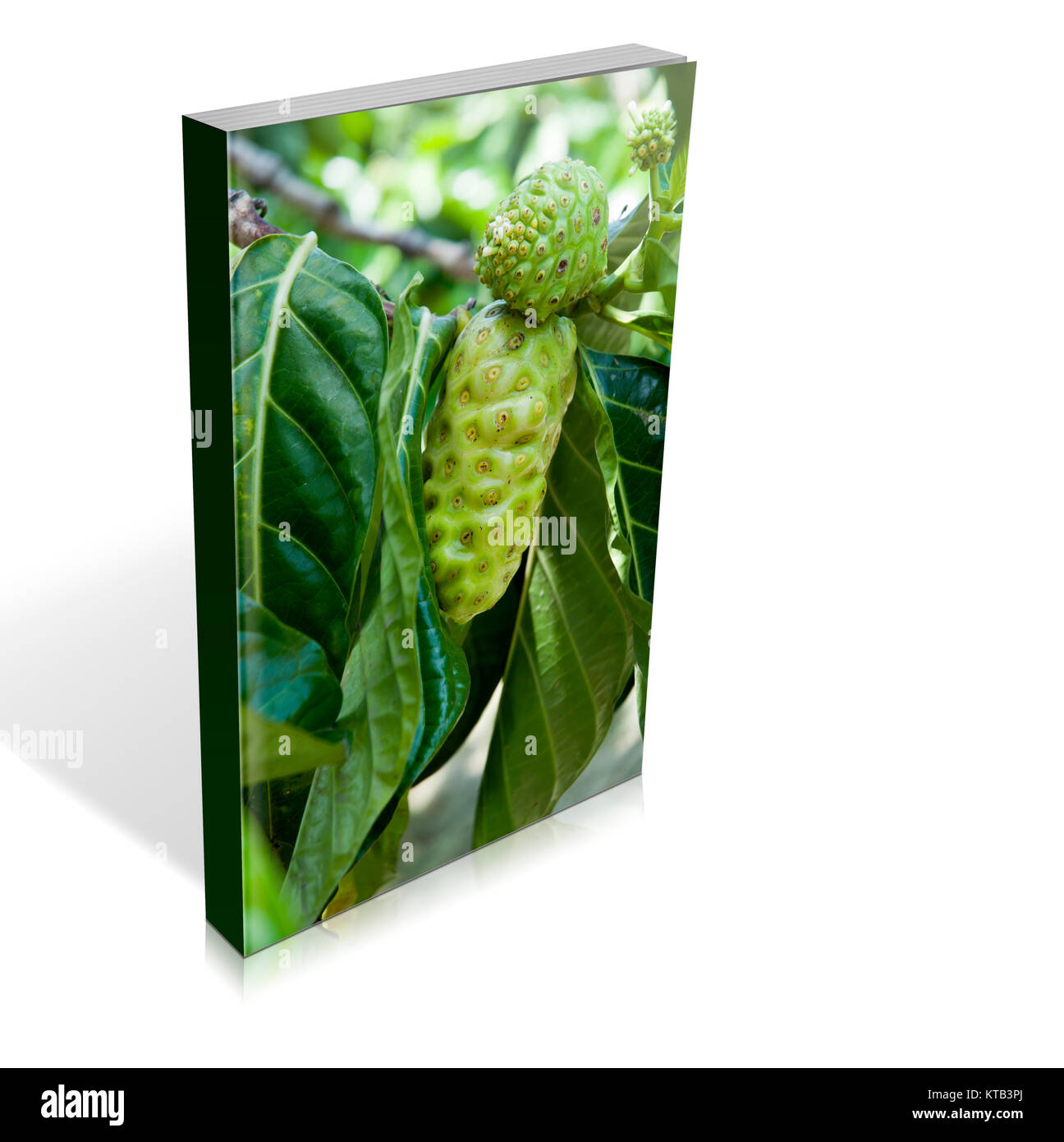 Noni tree Cut Out Stock Images & Pictures - Alamy