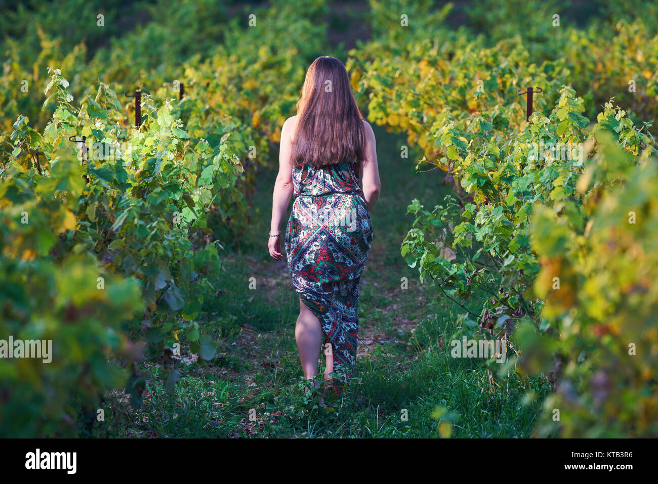 Beautiful young blonde woman harvesting grapes outdoors in vineyard Stock Photo - Alamy