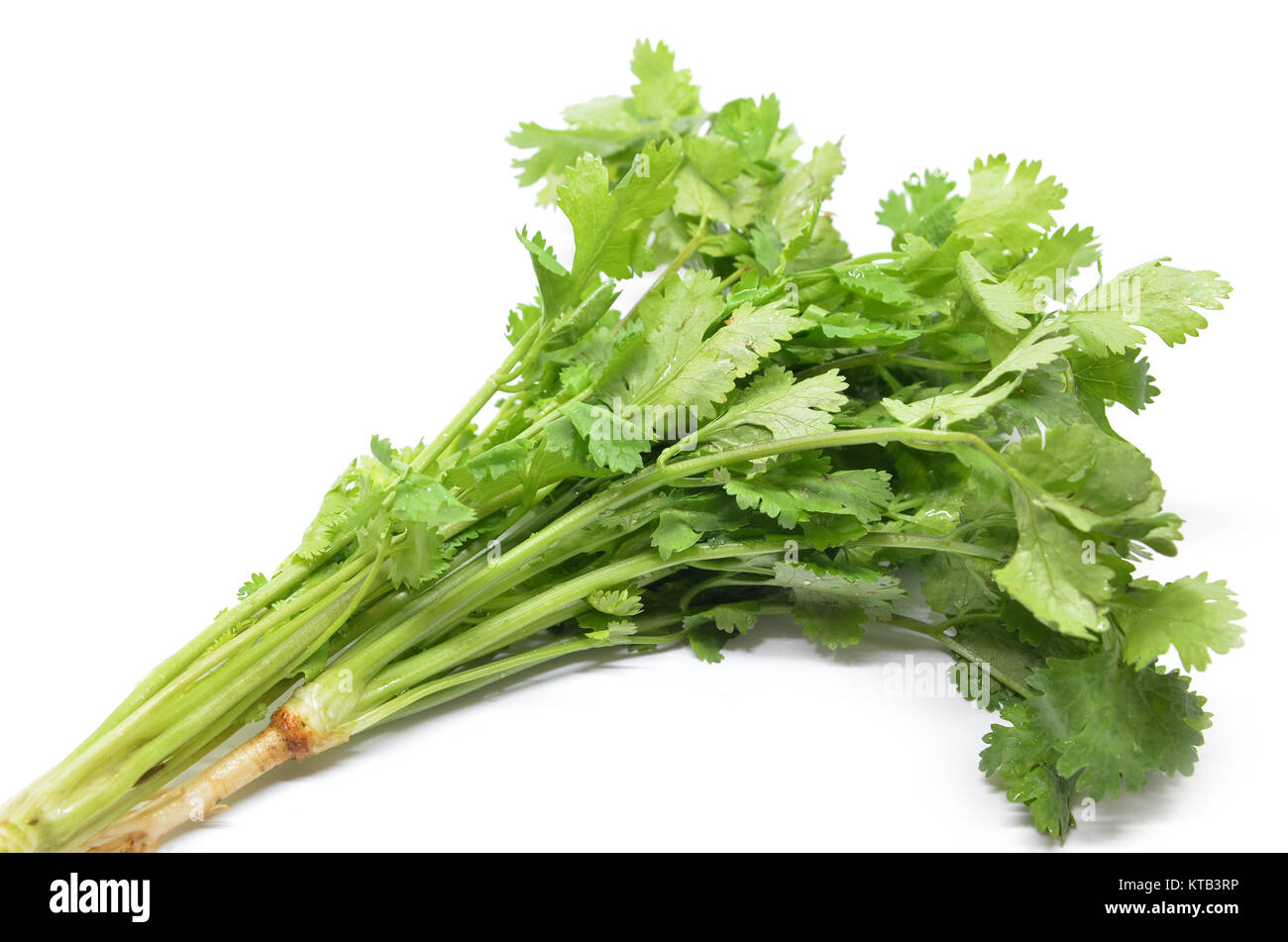 Fresh coriander bunch Stock Photo - Alamy