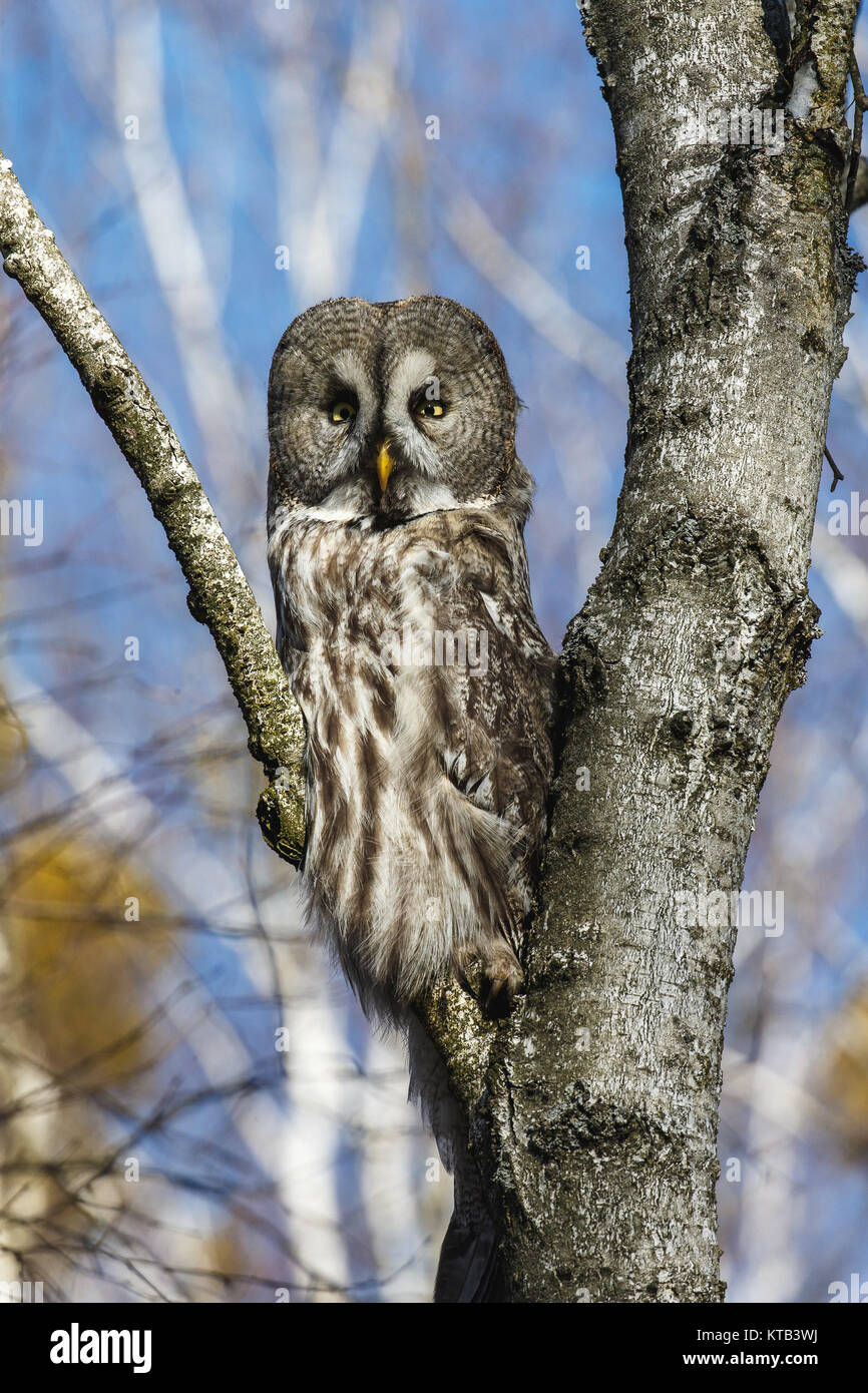 Great Gray Owl Stock Photo - Alamy