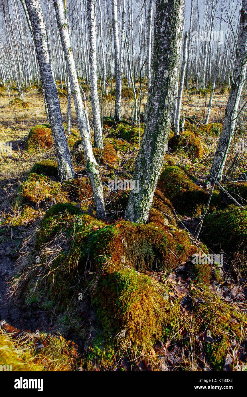 Birch tree forest on a Swamp Stock Photo - Alamy