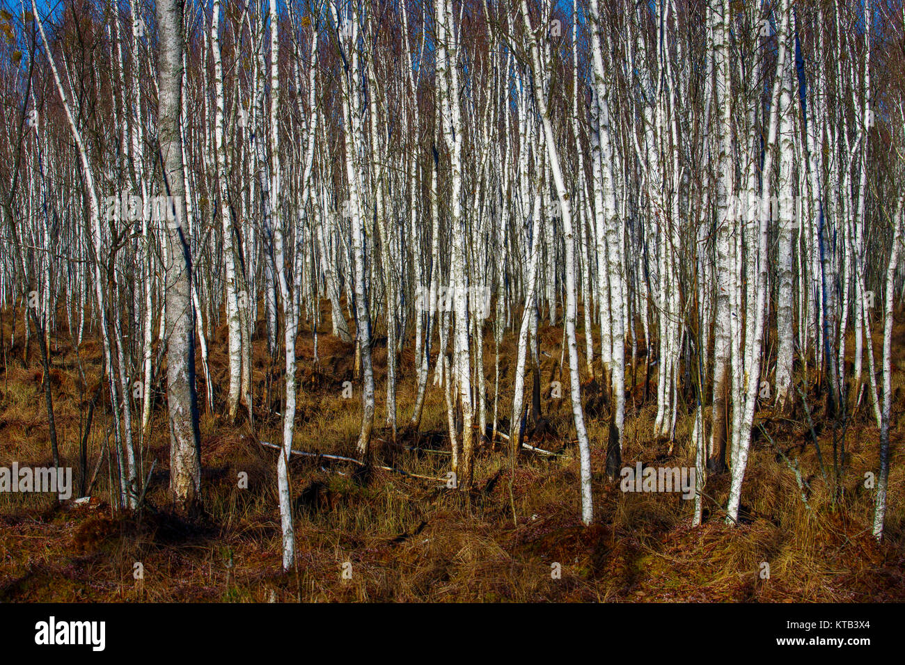Birch swamp hi-res stock photography and images - Alamy