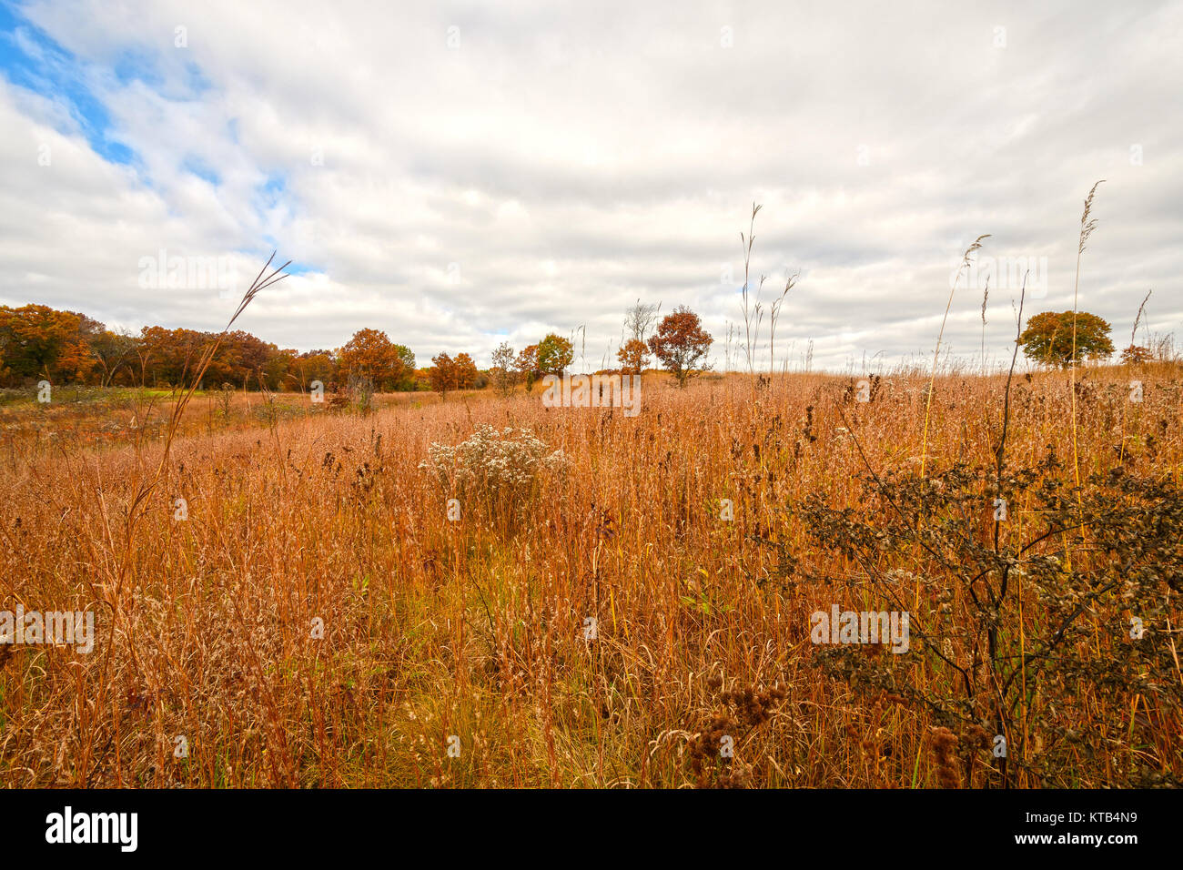 Prairie grass in Fall Colors Stock Photo - Alamy