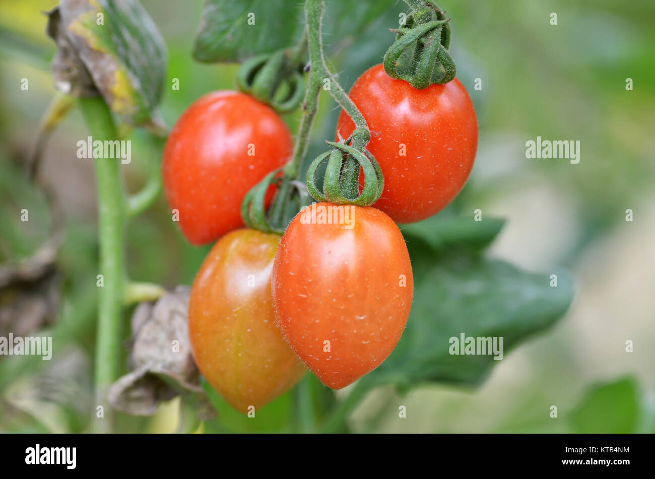 Fresh red tomatoes Stock Photo - Alamy