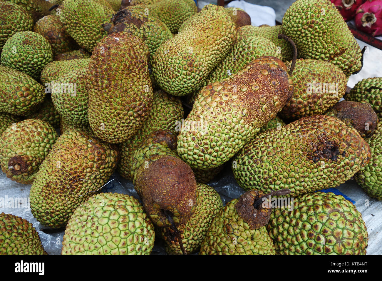 Cempedak is a kind of jack fruit Stock Photo - Alamy