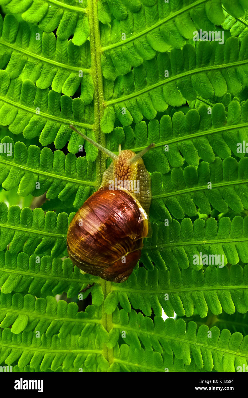 Snail on a tree in the garden Stock Photo - Alamy