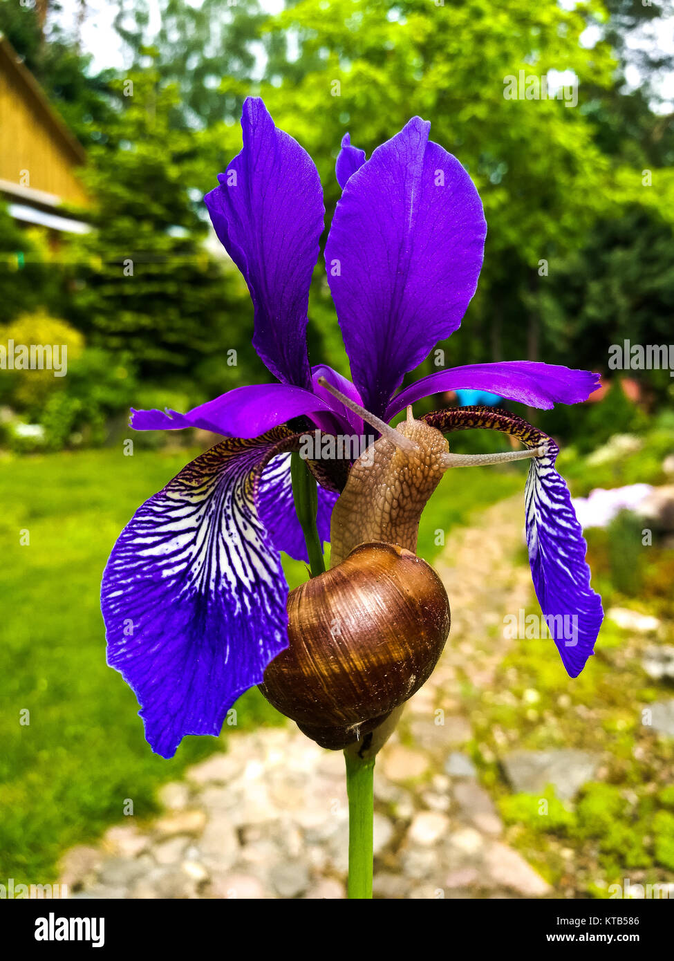 Purple flower with a snail hi-res stock photography and images - Alamy