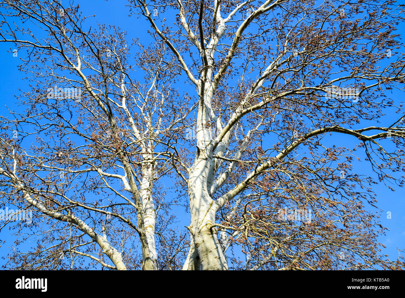 Abele tree hi-res stock photography and images - Alamy