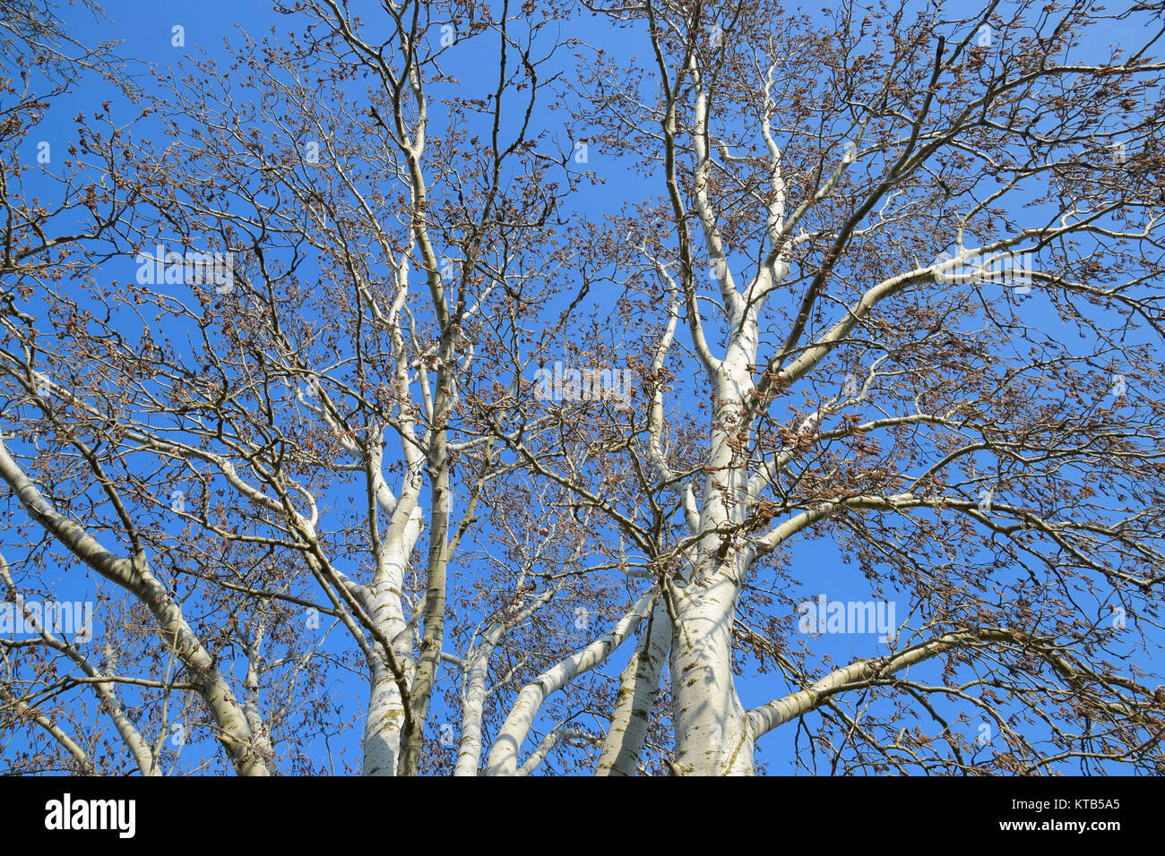 Silverleaved hi-res stock photography and images - Alamy