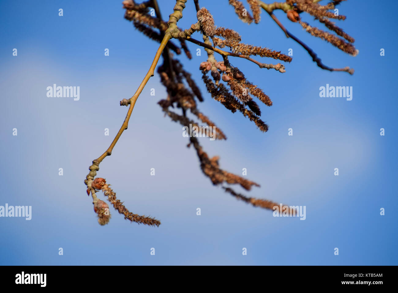 Blooming silver poplar. Silver poplar tree in spring. Poplar Stock ...